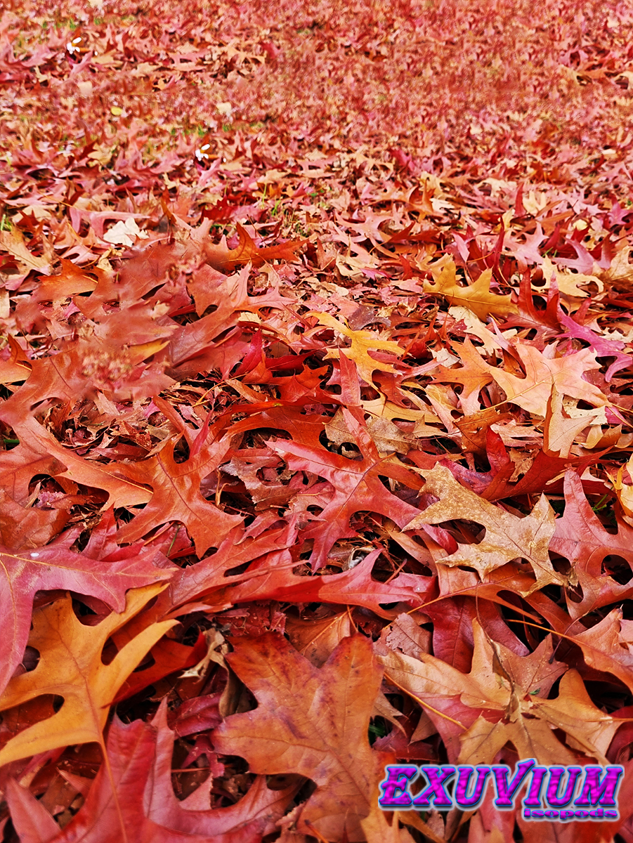 Leaf litter – Exuvium