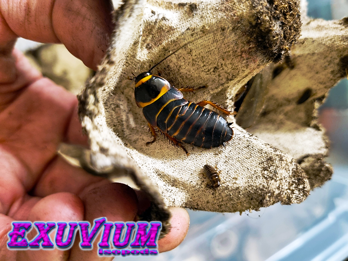 Simandoa conserfariam (Simandoa cave roach) – Exuvium Isopods