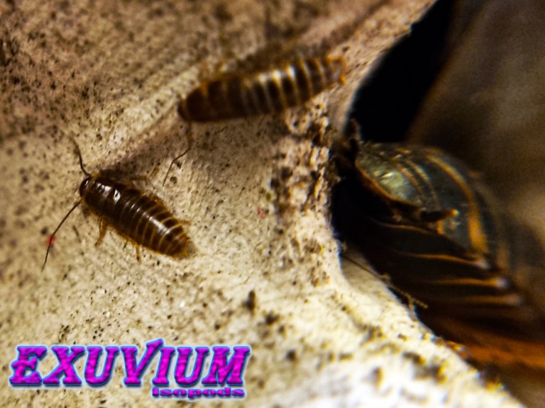 Simandoa conserfariam (Simandoa cave roach) – Exuvium Isopods