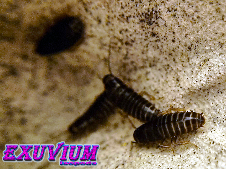 Simandoa conserfariam (Simandoa cave roach) – Exuvium Isopods