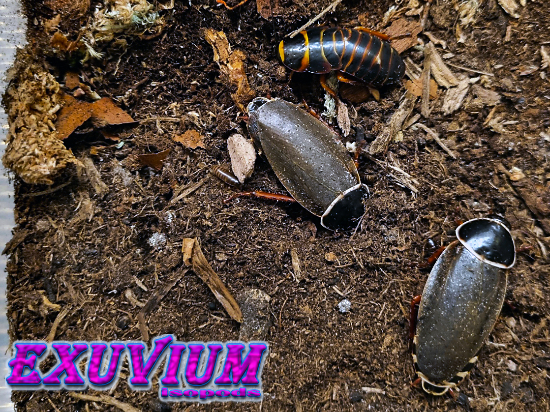 Simandoa conserfariam (Simandoa cave roach) – Exuvium Isopods