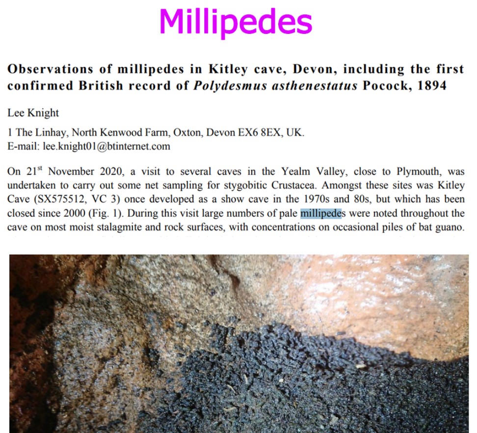 Bat Guano for Invertebrates / Arthropods – Exuvium Isopods