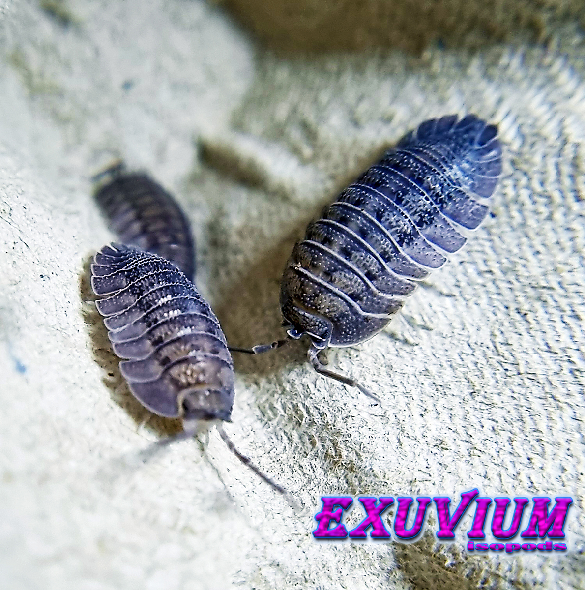 Armadillidium peraccae (Peracca’s Pill Woodlouse) – Exuvium Isopods