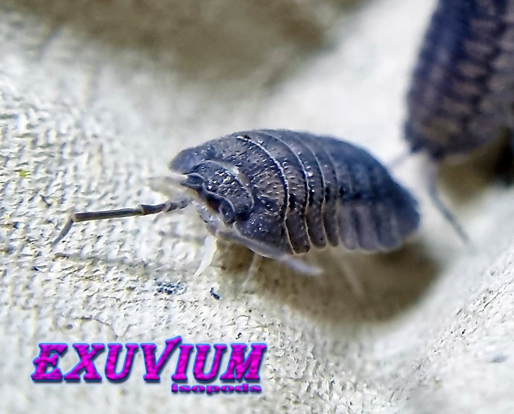 Armadillidium peraccae (Peracca’s Pill Woodlouse) – Exuvium Isopods