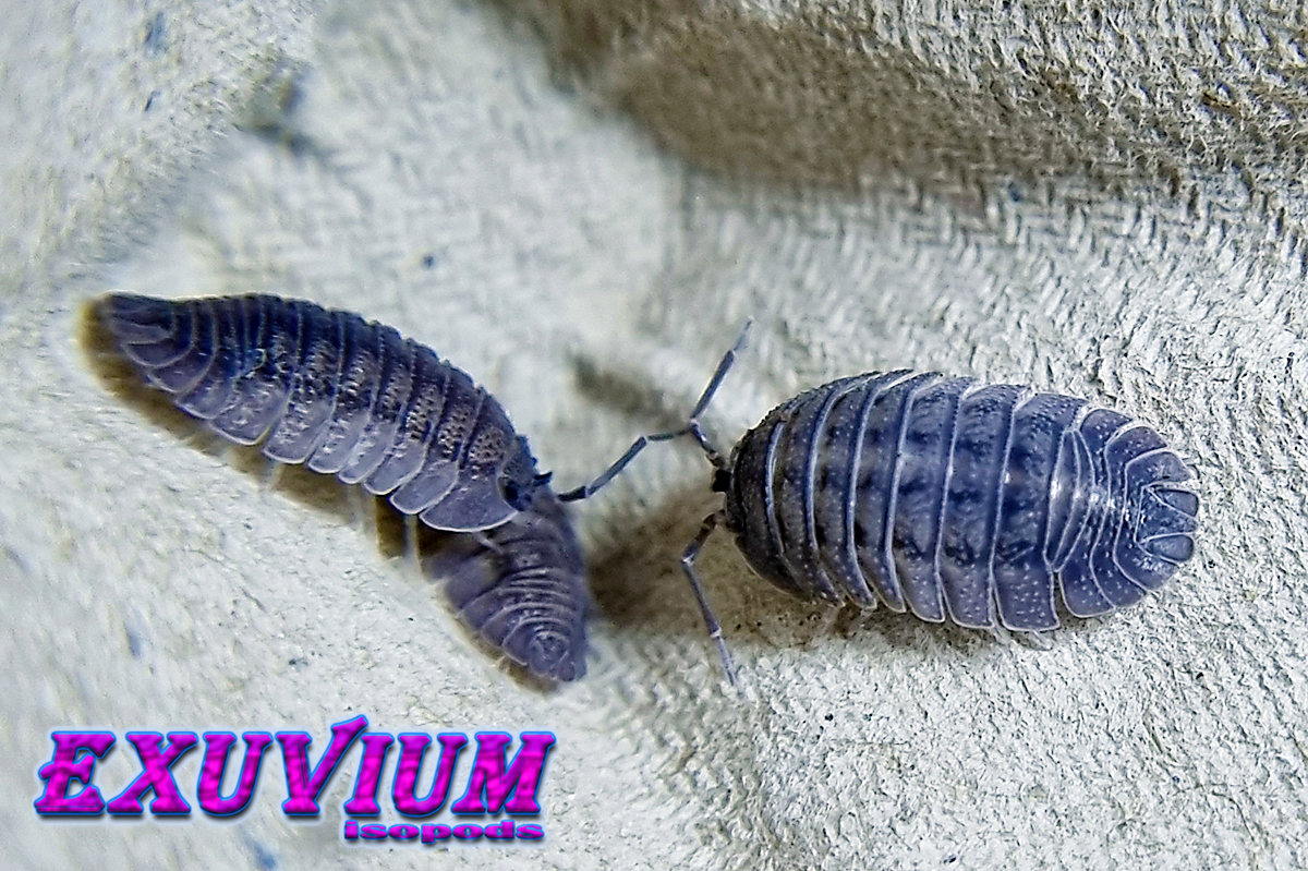 Armadillidium peraccae (Peracca’s Pill Woodlouse) – Exuvium Isopods