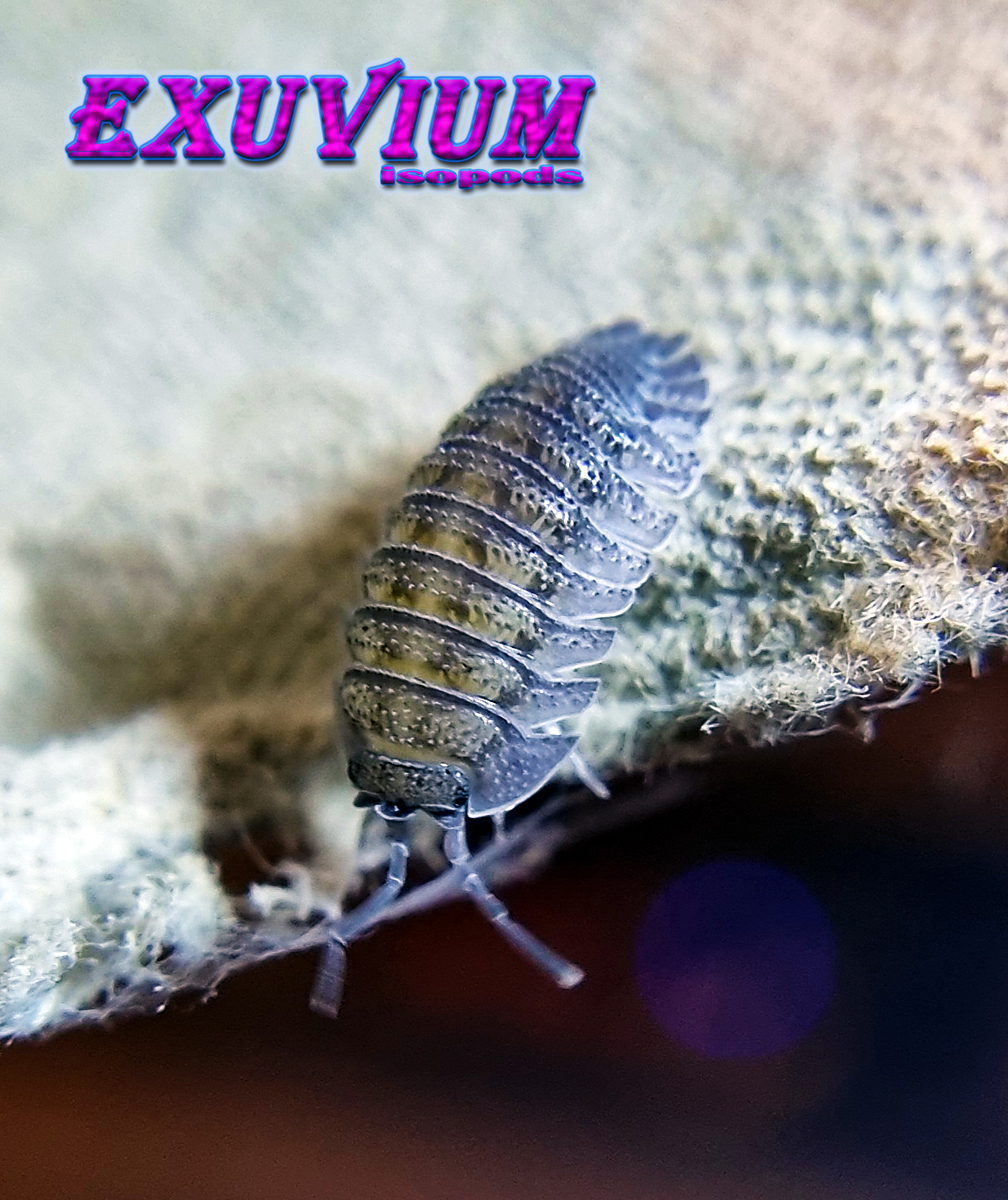 Armadillidium peraccae (Peracca’s Pill Woodlouse) – Exuvium Isopods