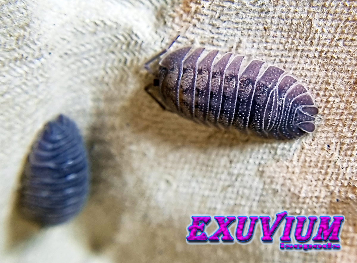 Armadillidium peraccae (Peracca’s Pill Woodlouse) – Exuvium Isopods