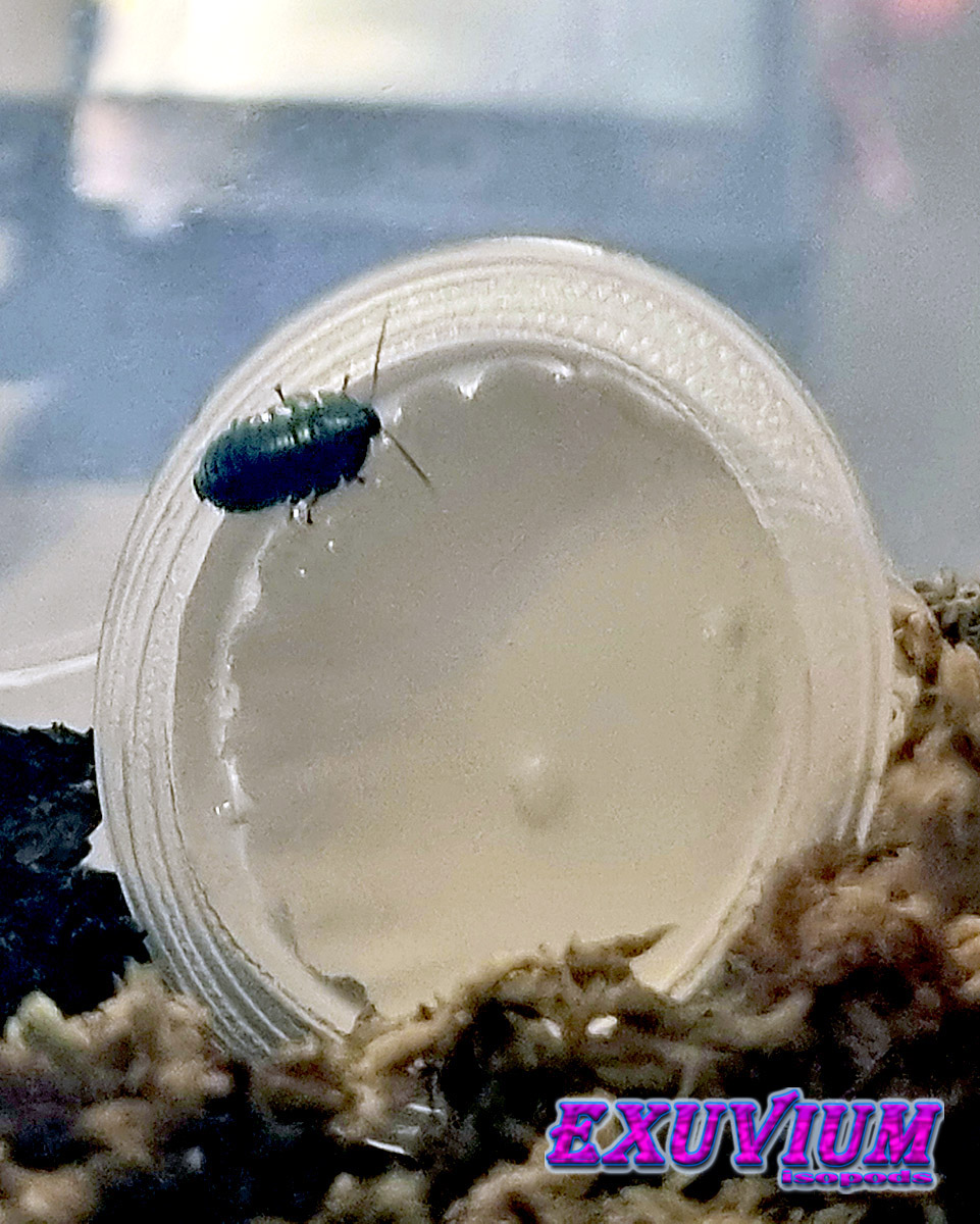 Insect jelly beetle jelly fruit jelly cups: mix of various flavors ...