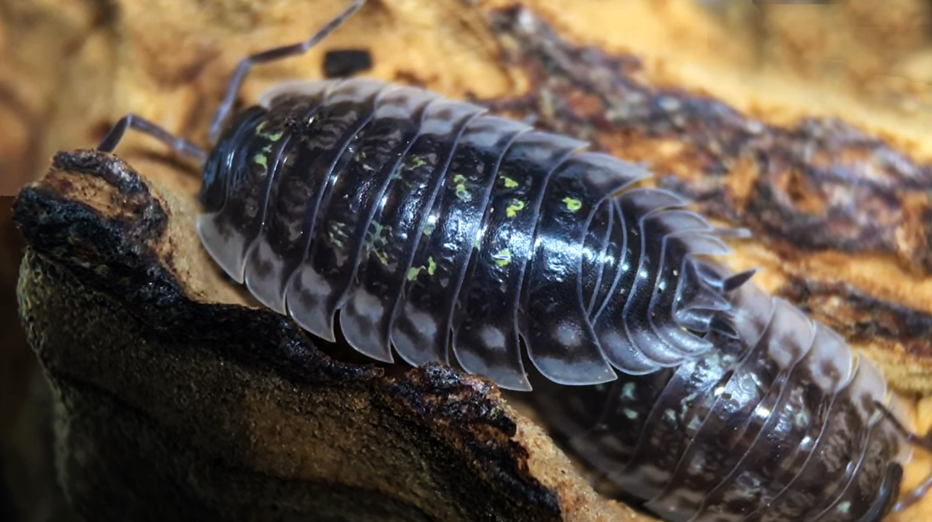 Oniscus asellus (Skirted Woodlouse) – Exuvium Isopods