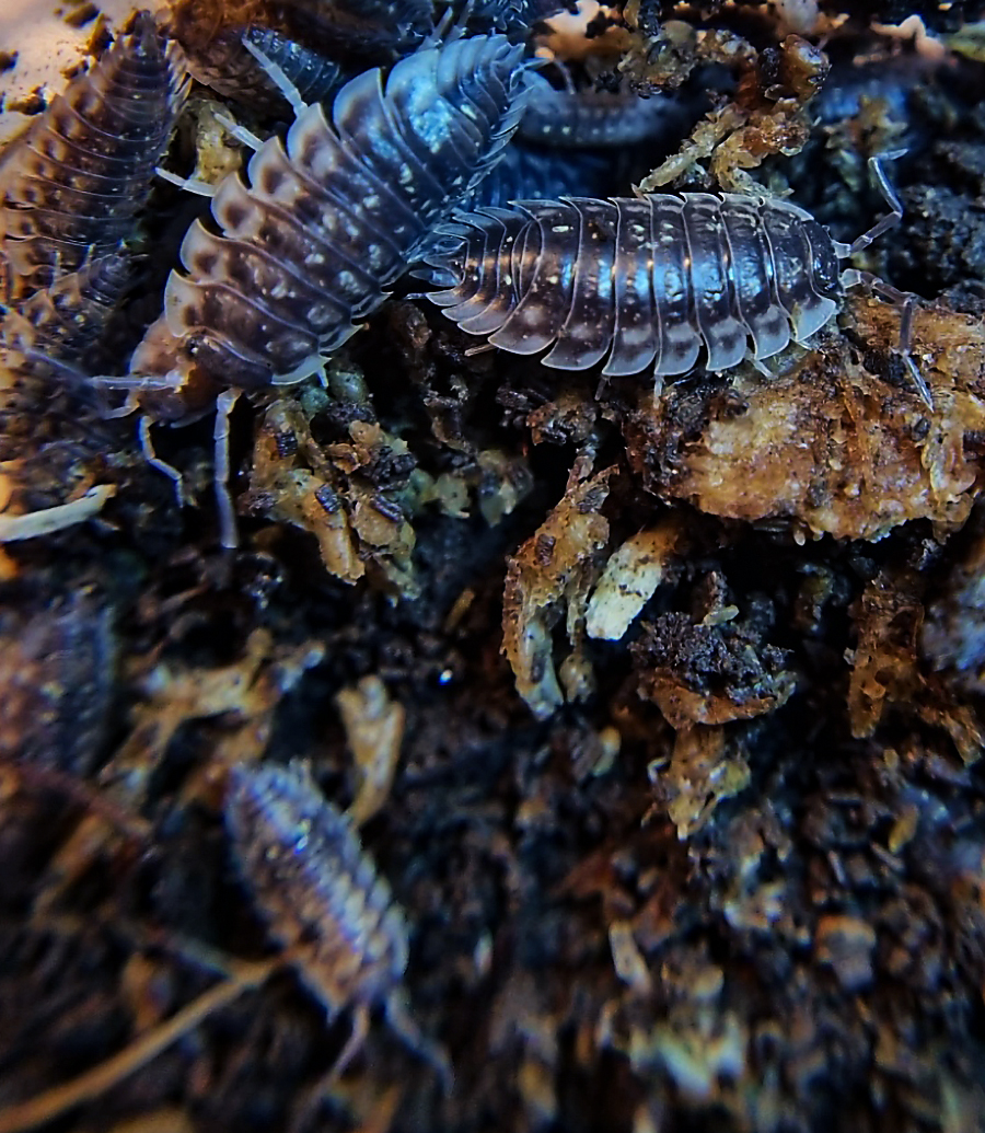 Oniscus asellus (Skirted Woodlouse) – Exuvium Isopods