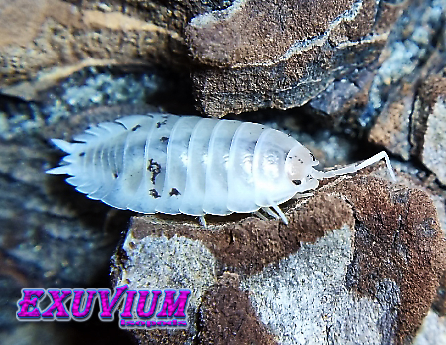 Porcellio laevis ‘White’ (Swift Woodlouse) – Exuvium Isopods