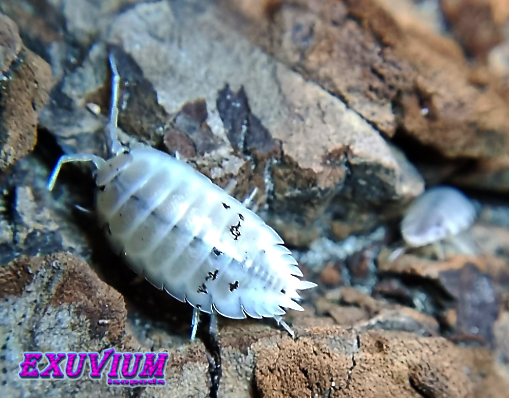 Porcellio laevis ‘White’ (Swift Woodlouse) – Exuvium Isopods