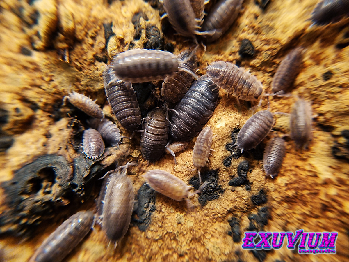 Porcellio scaber (gene Calico) – Exuvium
