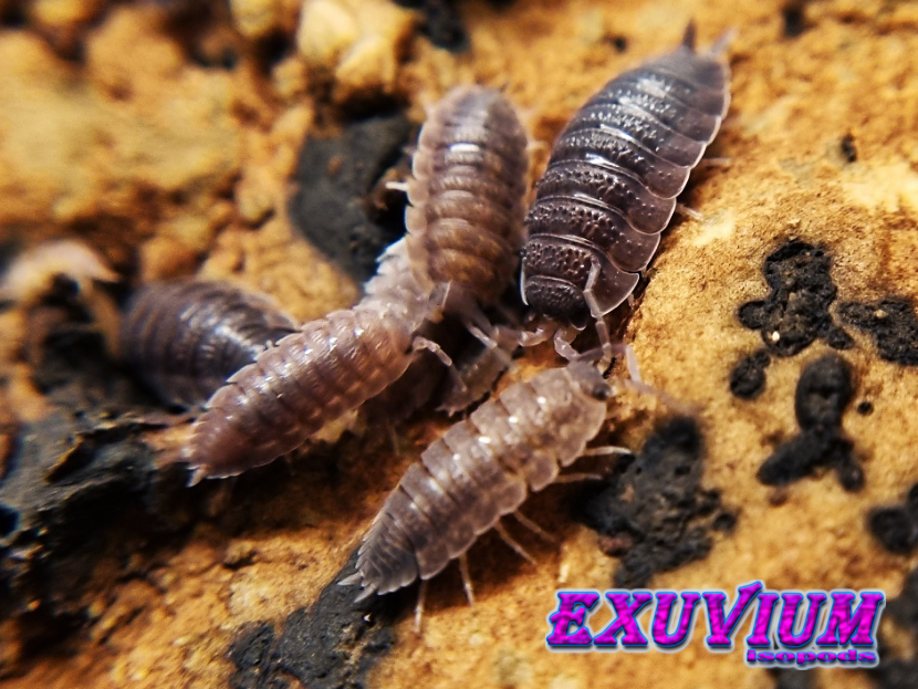 Porcellio scaber (gene Calico) – Exuvium