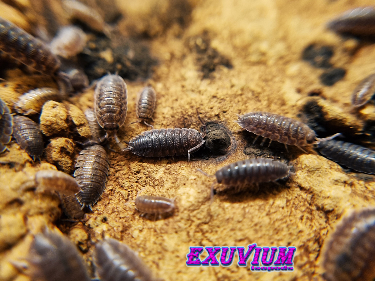 Porcellio scaber (gene Calico) – Exuvium
