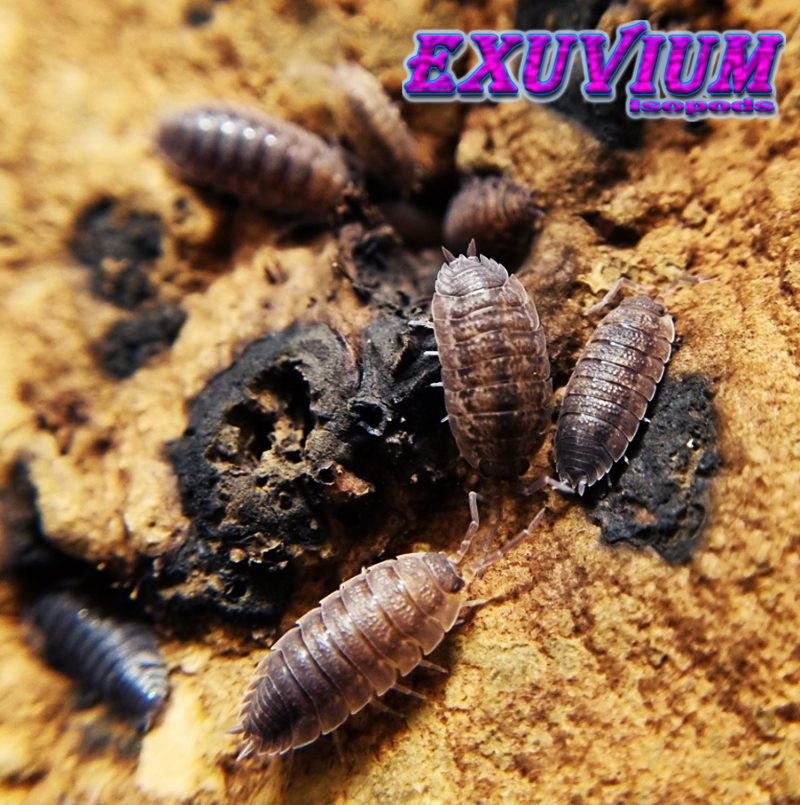 Porcellio scaber (gene Calico) – Exuvium