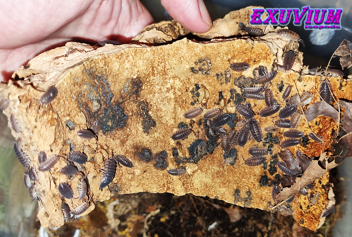 Porcellio scaber (gene Calico) – Exuvium