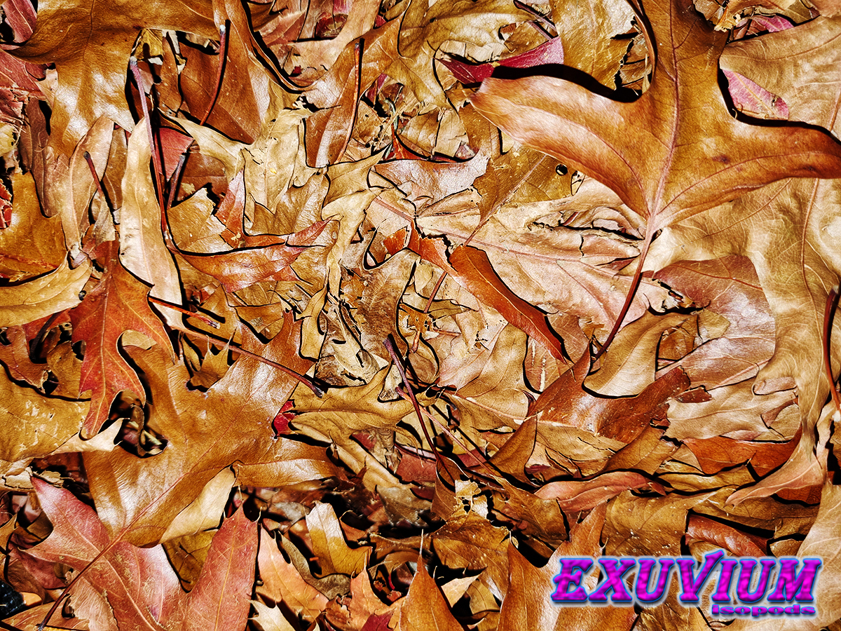 Leaf litter – Exuvium