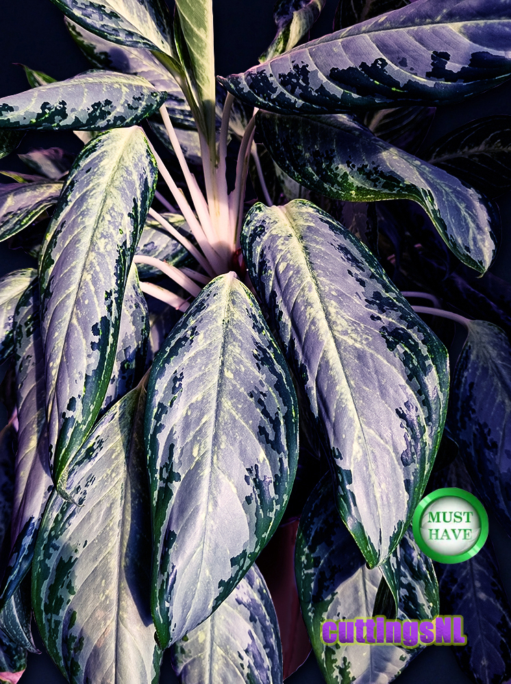 Aglaonema ‘Golden Bay’ – Exuvium Isopods