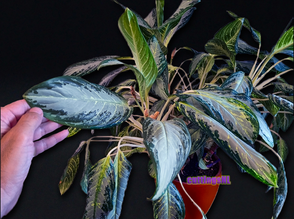 Aglaonema ‘Golden Bay’ – Exuvium Isopods