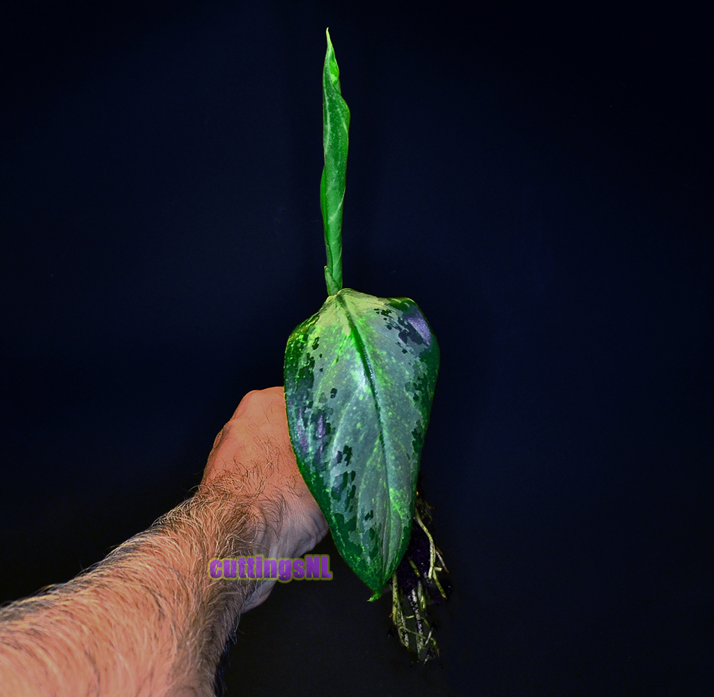 Aglaonema ‘Golden Bay’ – Exuvium Isopods