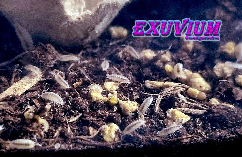 Basic plant-based food for invertebrates – Exuvium Isopods
