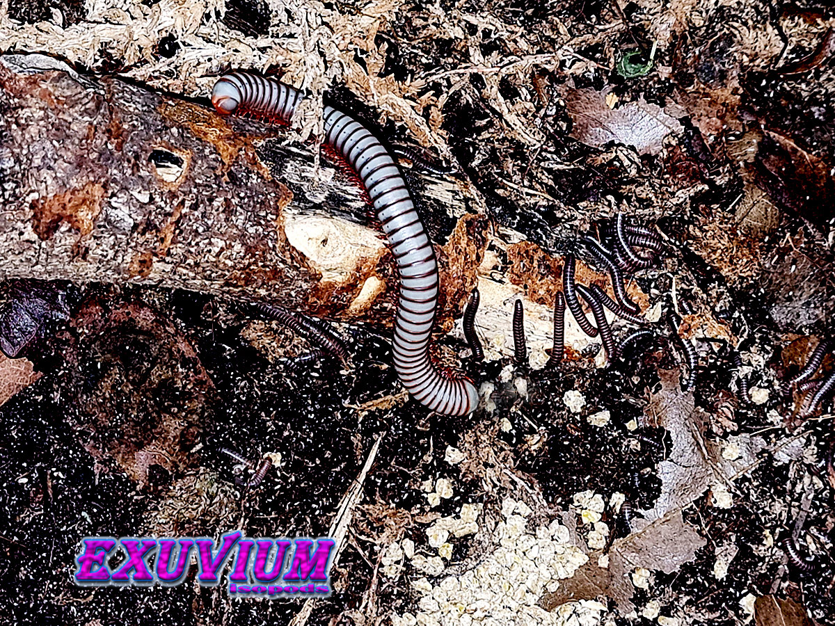 Basic plant-based food for invertebrates – Exuvium Isopods