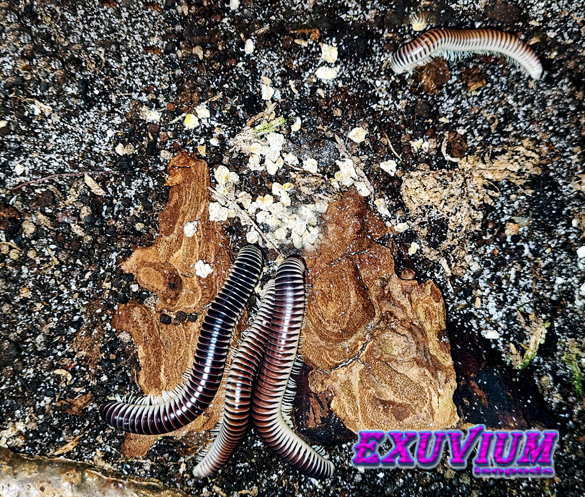 Basic plant-based food for invertebrates – Exuvium Isopods