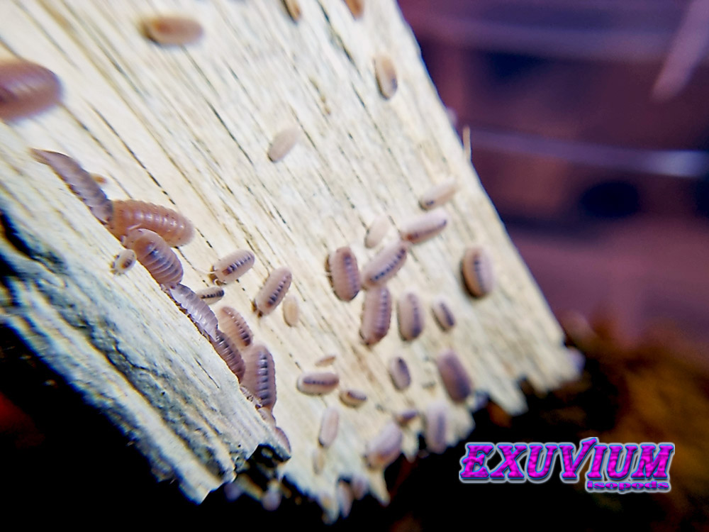 Cubaris murina ‘Papaya’ – Exuvium Isopods