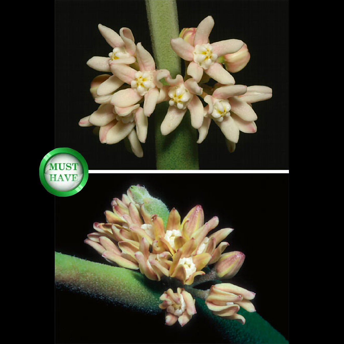 Cynanchum viminale subsp. stipitaceum – Exuvium Isopods