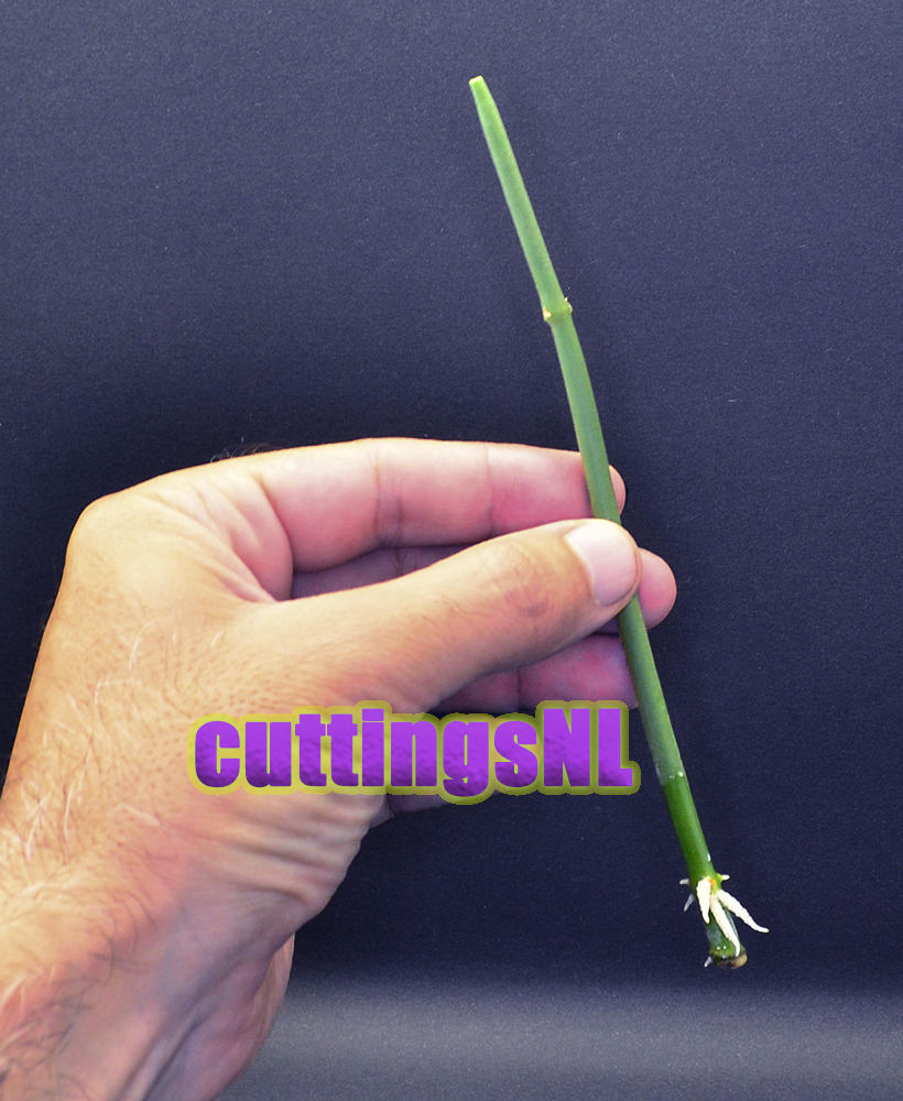 Cynanchum viminale subsp. stipitaceum – Exuvium Isopods