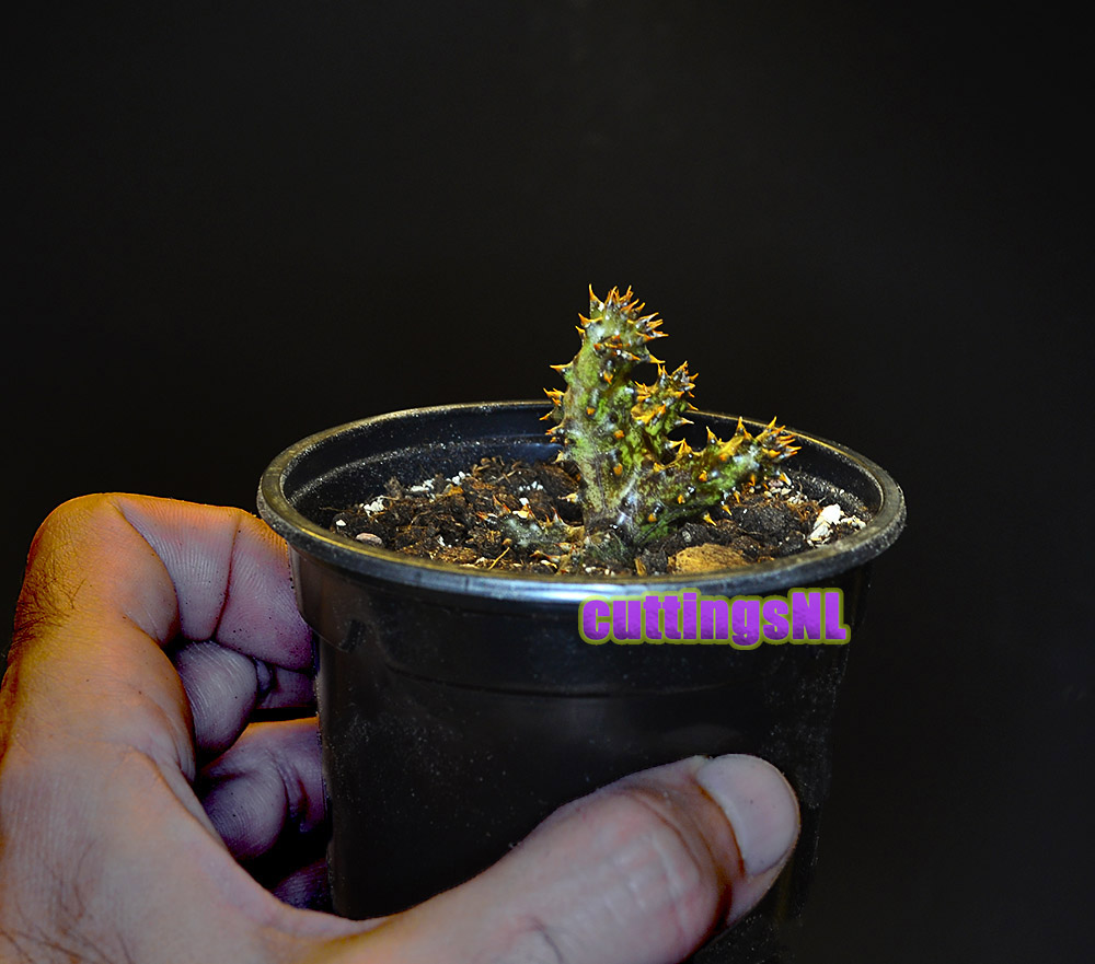 Edithcolea grandis (cutting, NO SEEDS) – Exuvium Isopods