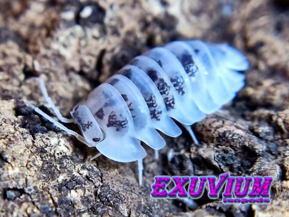 Nesodillo arcangelii ‘Shiro Utsuri’ Captive Bred Isopods for Sale ...