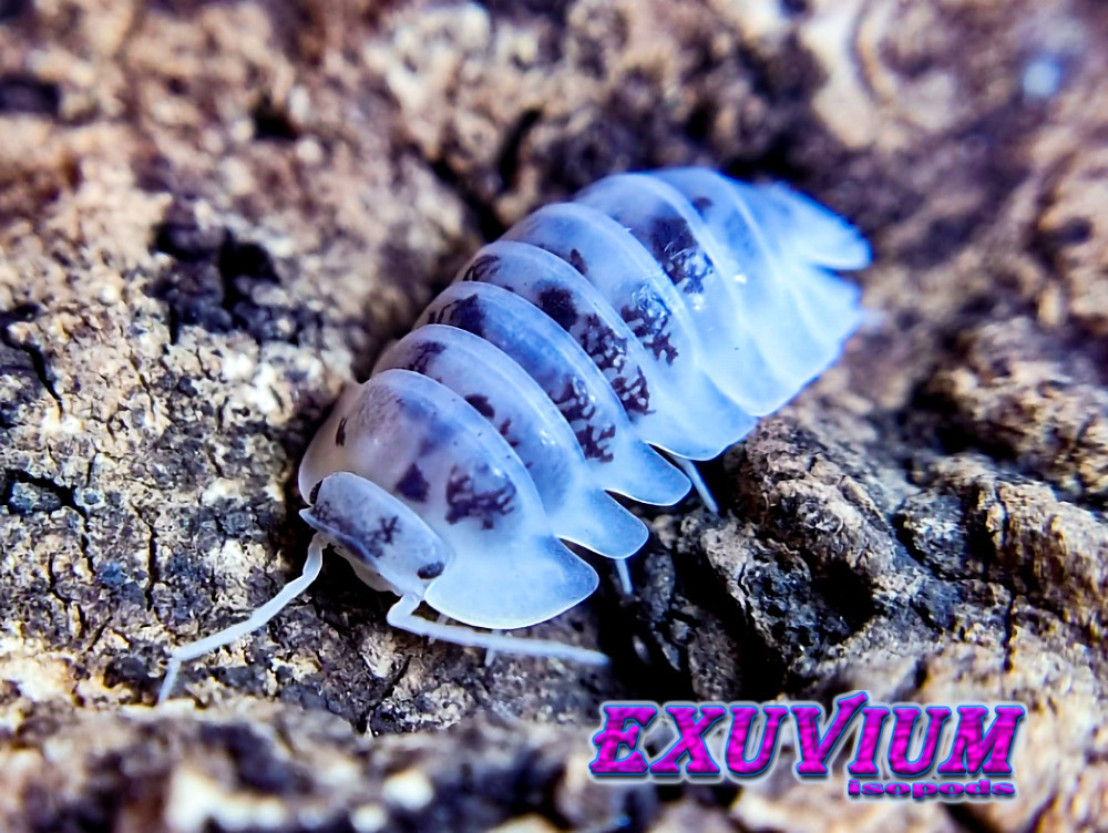 Nesodillo arcangelii ‘Shiro Utsuri’ – Exuvium Isopods
