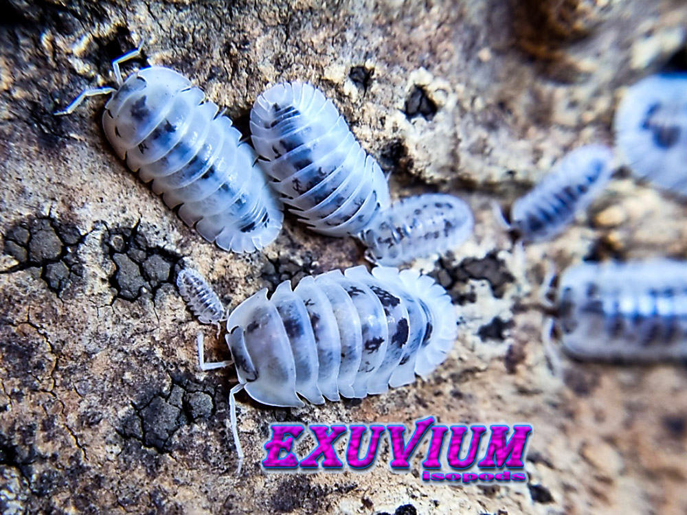 Nesodillo arcangelii ‘Shiro Utsuri’ – Exuvium Isopods