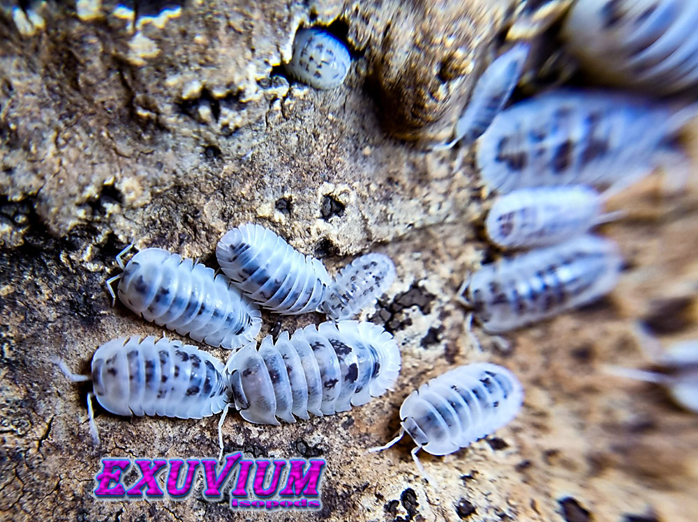 Nesodillo arcangelii ‘Shiro Utsuri’ – Exuvium Isopods