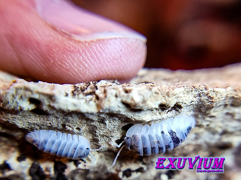Nesodillo arcangelii ‘Shiro Utsuri’ – Exuvium Isopods