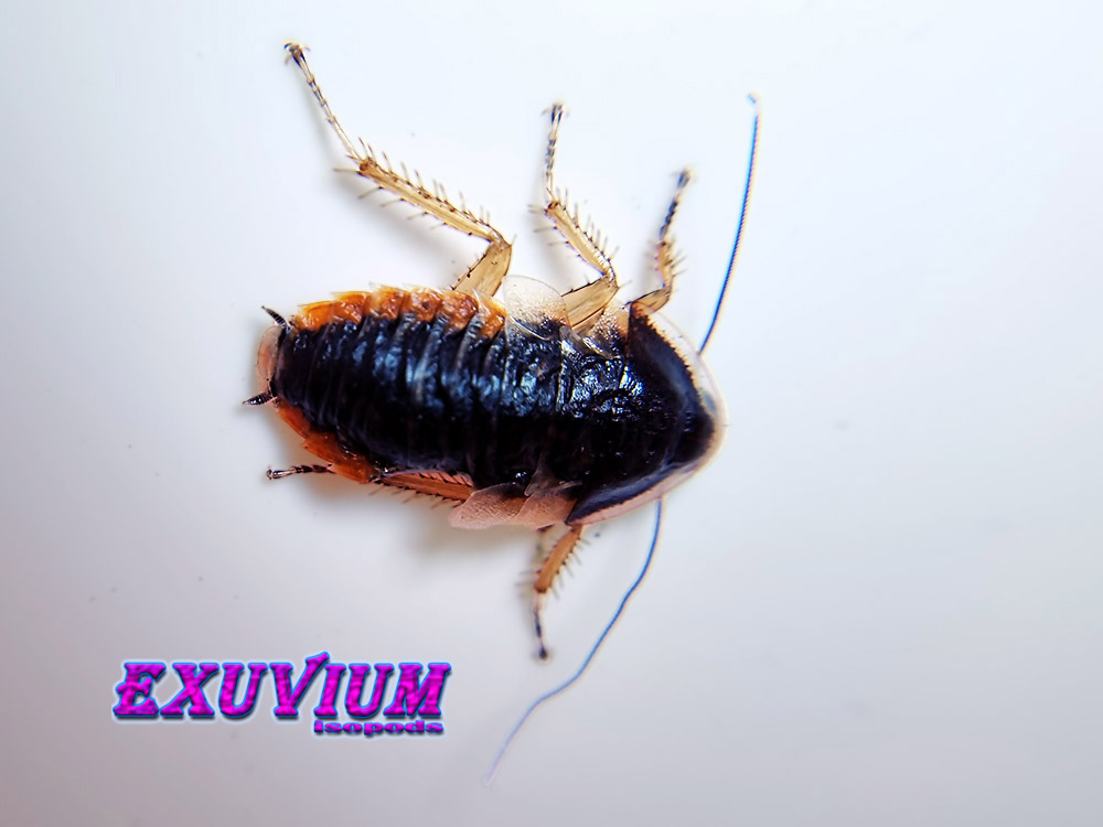 Opisthoplatia orientalis (Amphibious Litter Cockroach) – Exuvium Isopods