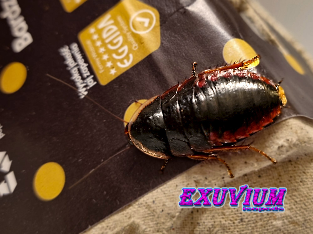 Opisthoplatia orientalis (Amphibious Litter Cockroach) – Exuvium Isopods