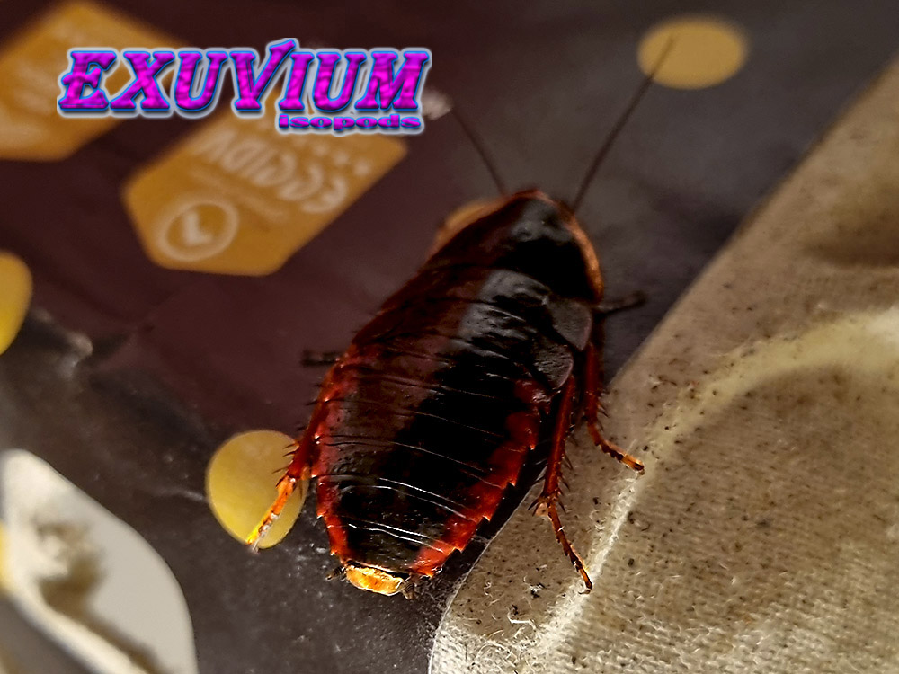 Opisthoplatia orientalis (Amphibious Litter Cockroach) – Exuvium Isopods