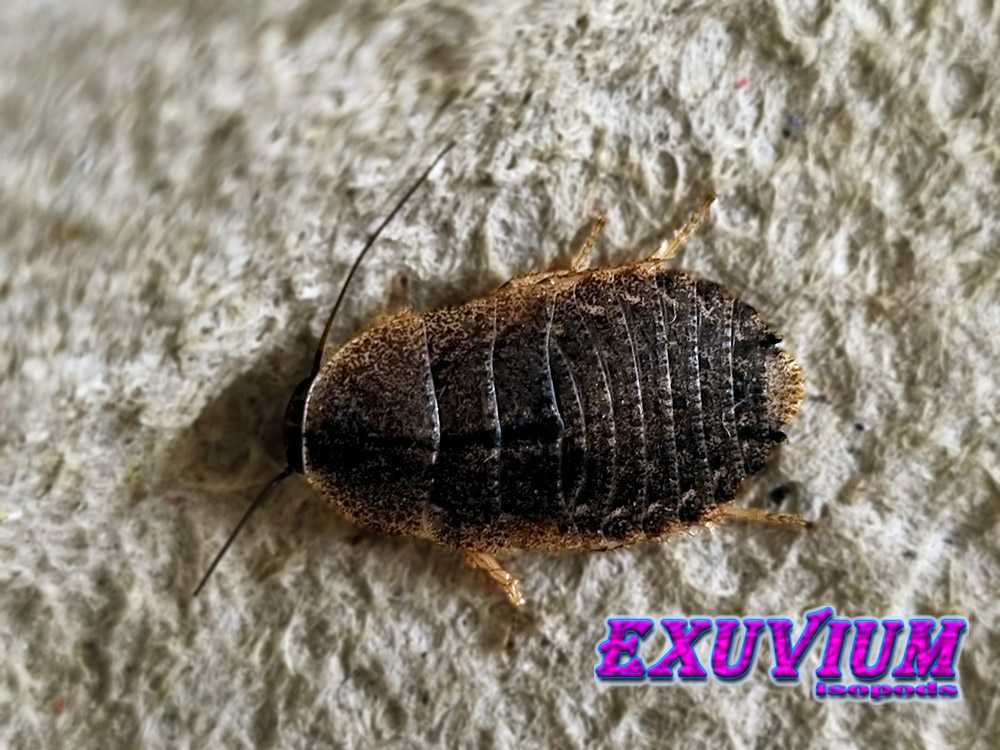 Opisthoplatia orientalis (Amphibious Litter Cockroach) – Exuvium Isopods