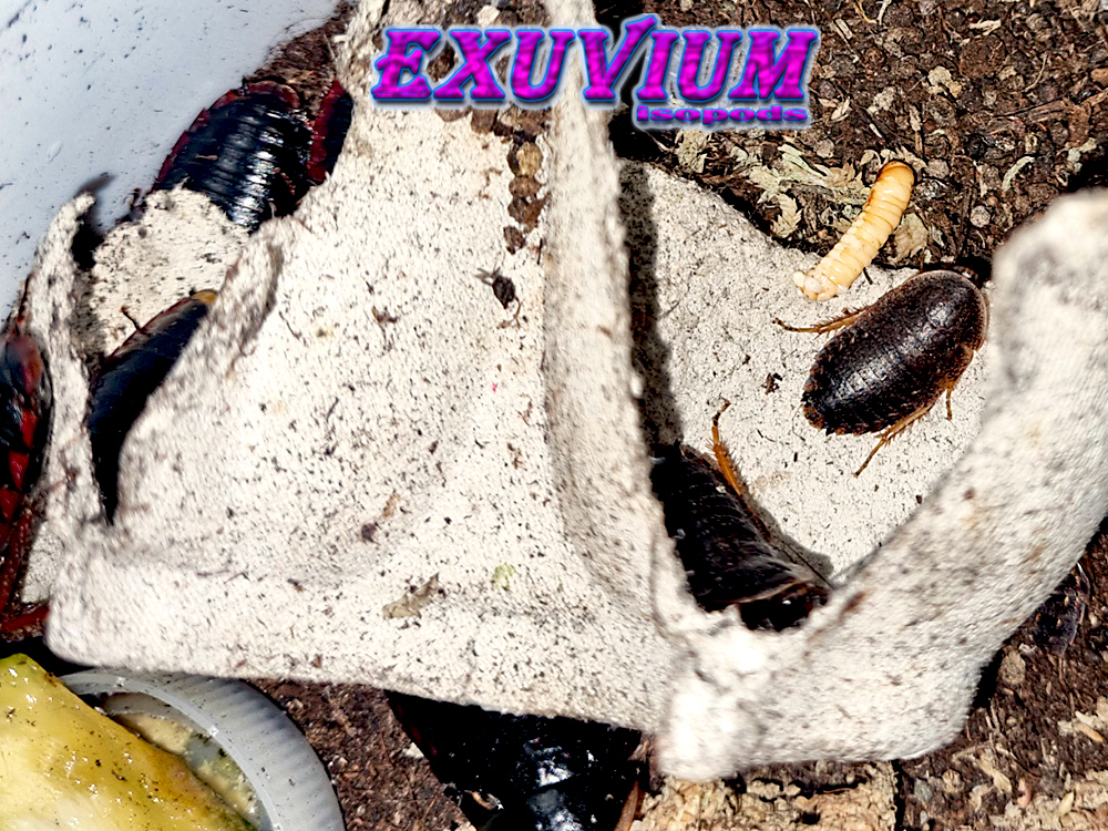 Opisthoplatia orientalis (Amphibious Litter Cockroach) – Exuvium Isopods