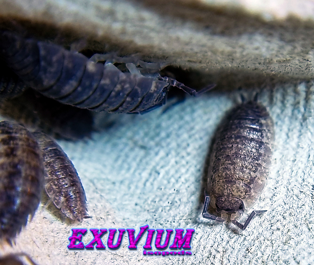 Porcellio scaber ‘Calico’ – Exuvium Isopods
