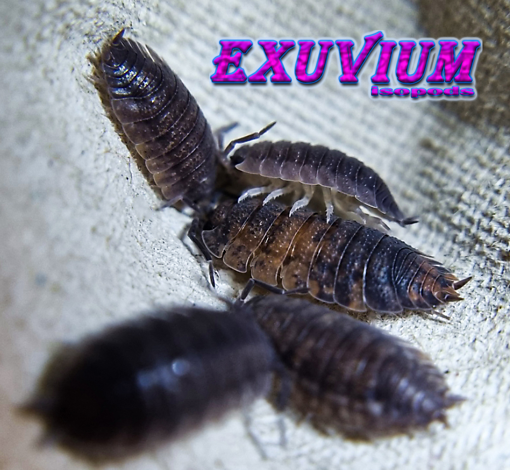Porcellio scaber ‘Calico’ – Exuvium Isopods