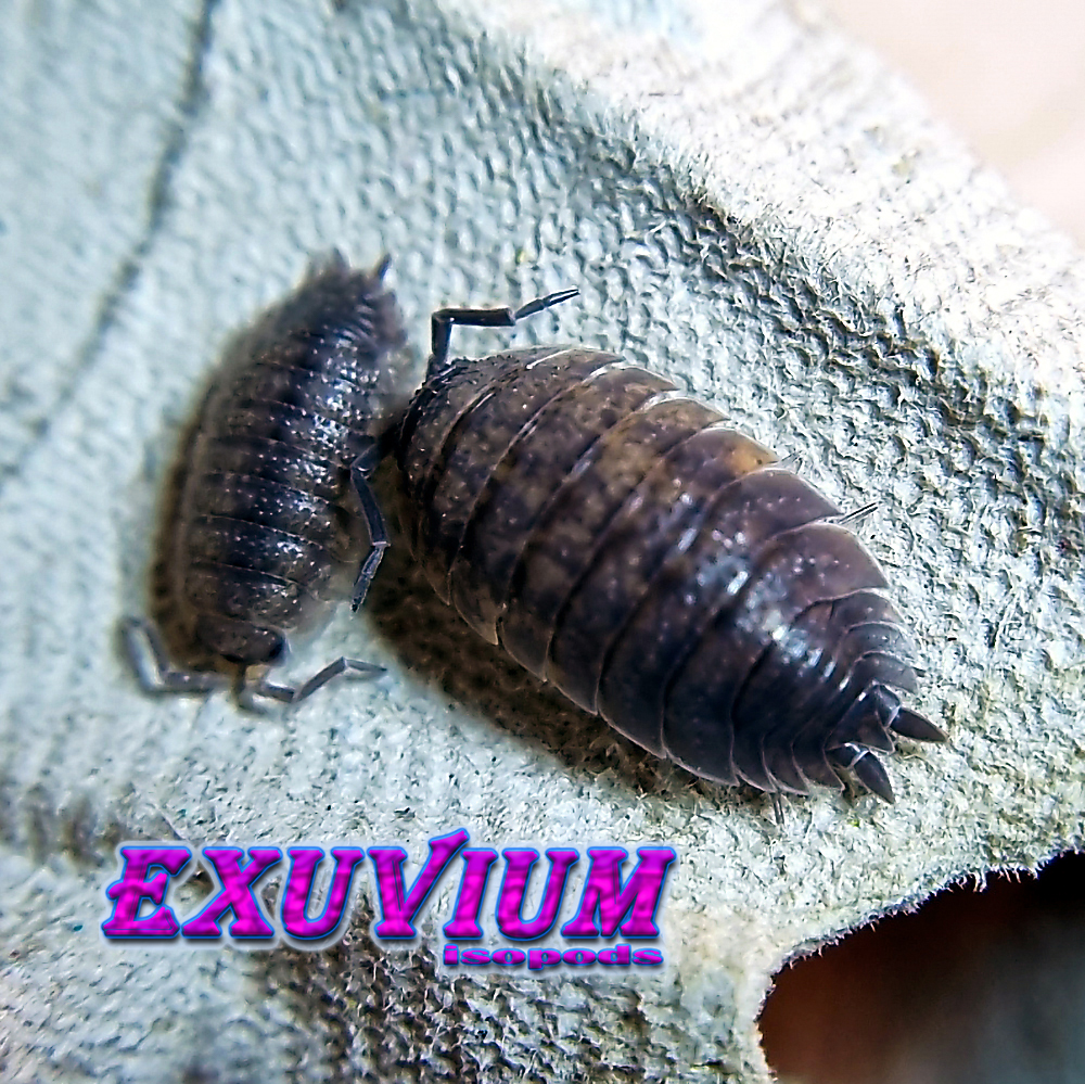 Porcellio scaber ‘Calico’ – Exuvium Isopods