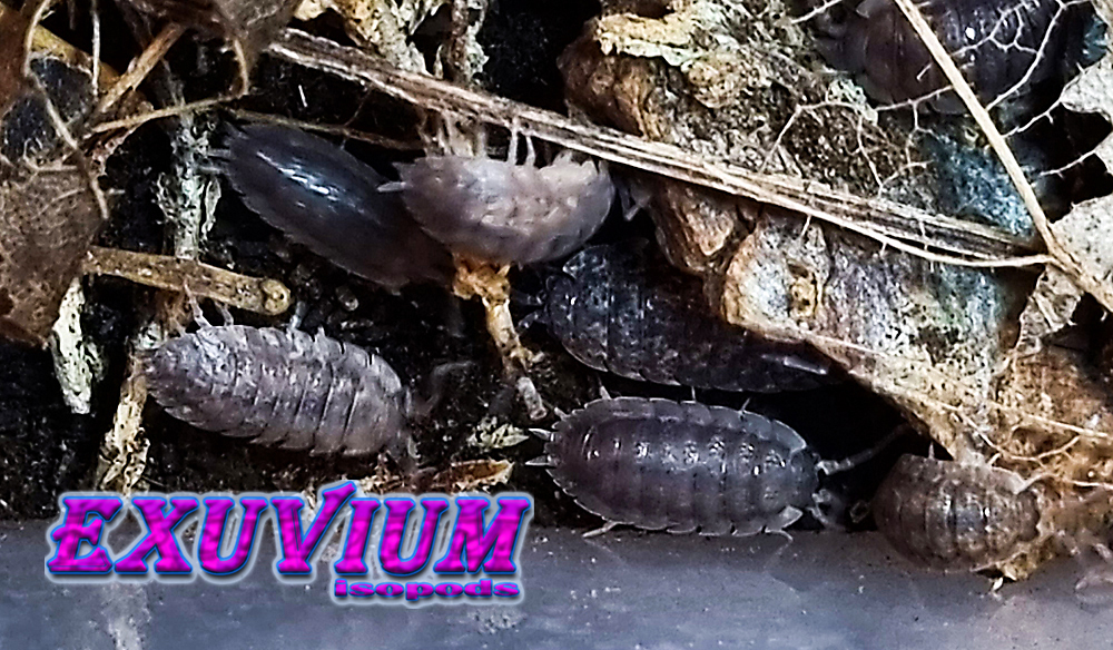 Porcellio scaber ‘Calico’ – Exuvium Isopods