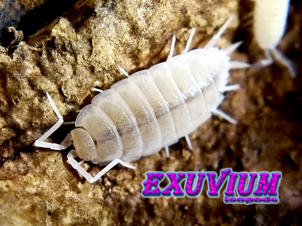 Porcellionides pruinosus ‘Whiteout’ Captive Bred Isopods – Exuvium Isopods