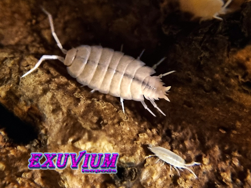 Porcellionides pruinosus ‘Whiteout’ Captive Bred Isopods – Exuvium Isopods