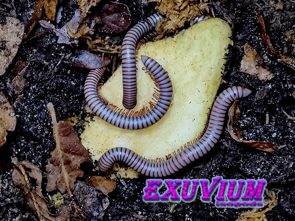 Atopochetus caudulanus (Thai Rainbow Millipede) – Exuvium Isopods