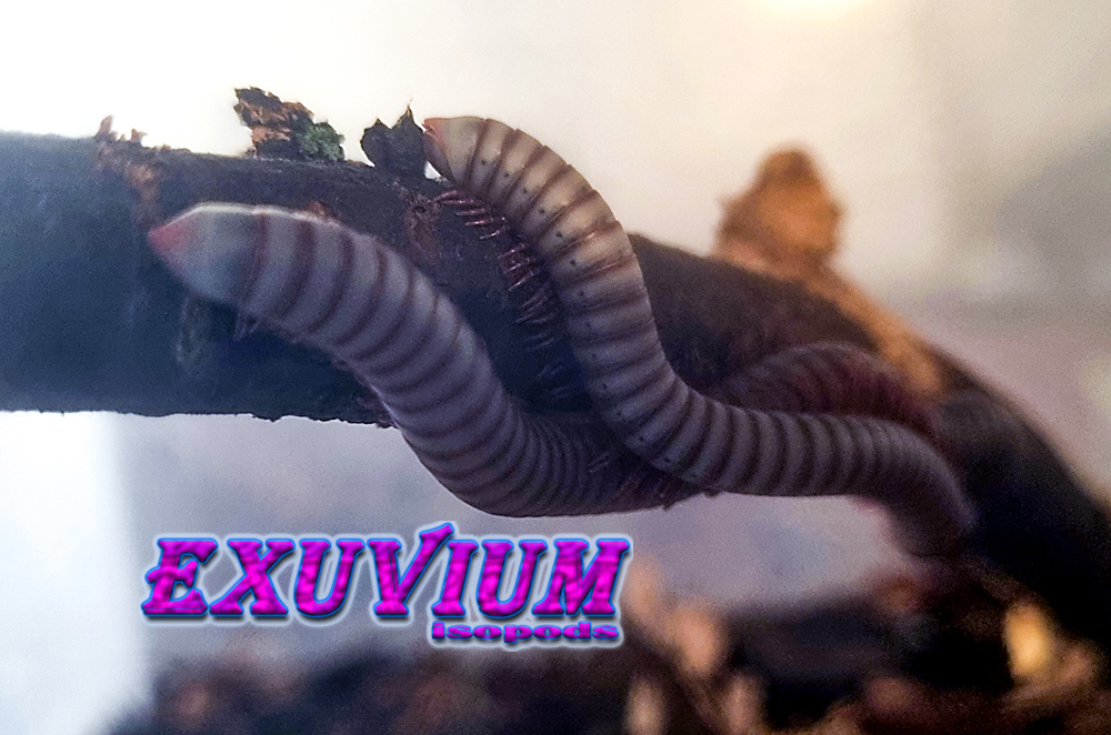 Atopochetus caudulanus (Thai Rainbow Millipede) – Exuvium Isopods